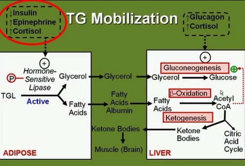 Let's talk about your favorite ENZYME whether you know it or not It's ...