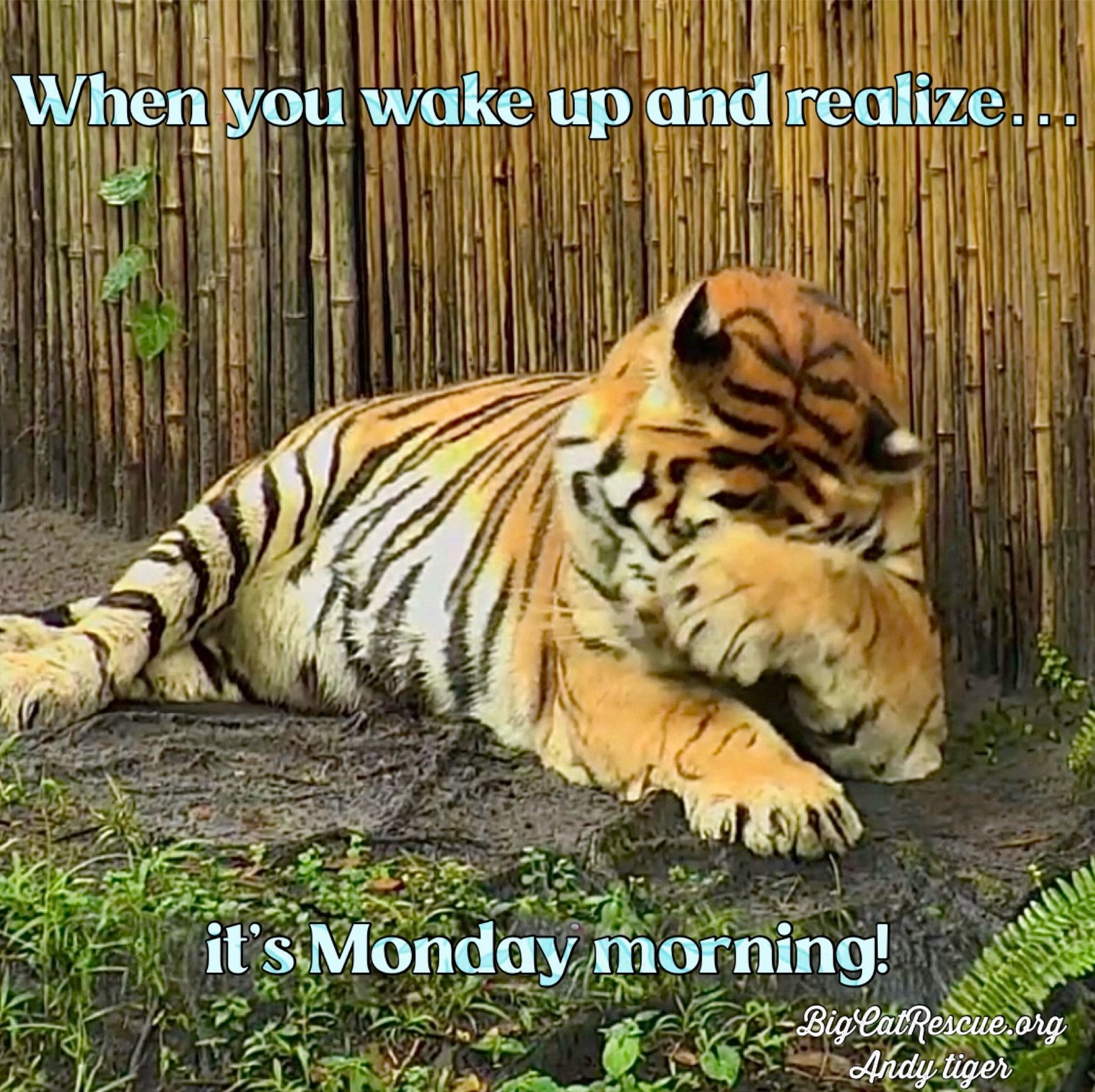 Sleepy Monday Quotes Today Has Been A Long Week Humor Tired Monday