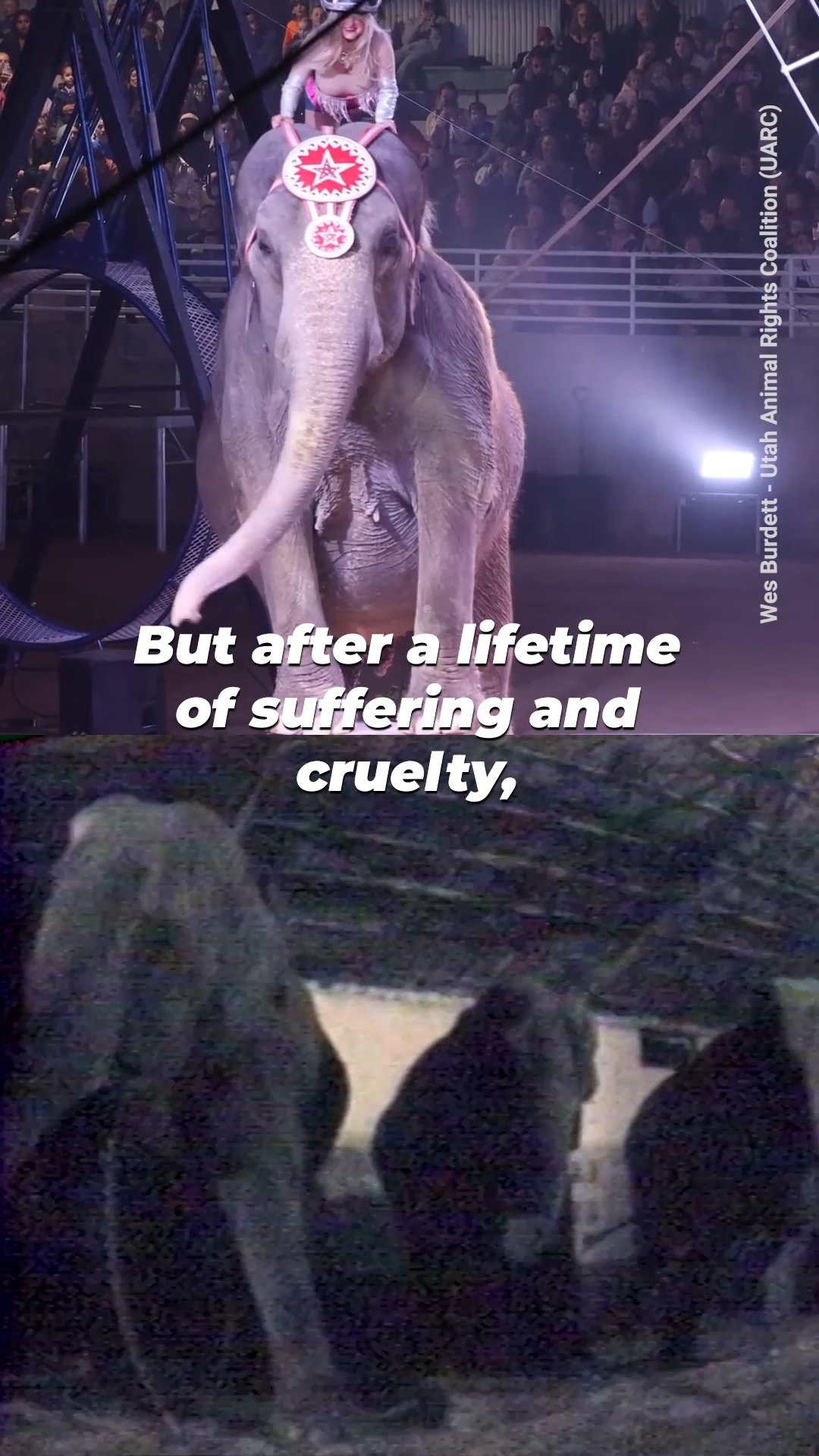 Circus Animal Quotes George Orwell Quote: Circus Dogs Jump When The