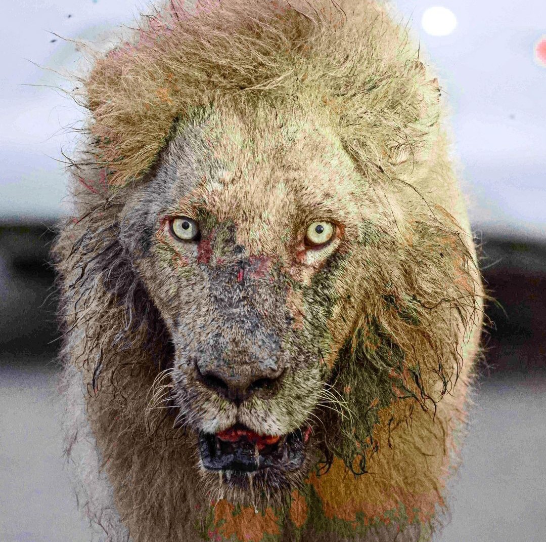 Lion With Scary Two Lions Talk As A Lion Tamer Shakes A Chair Canvas