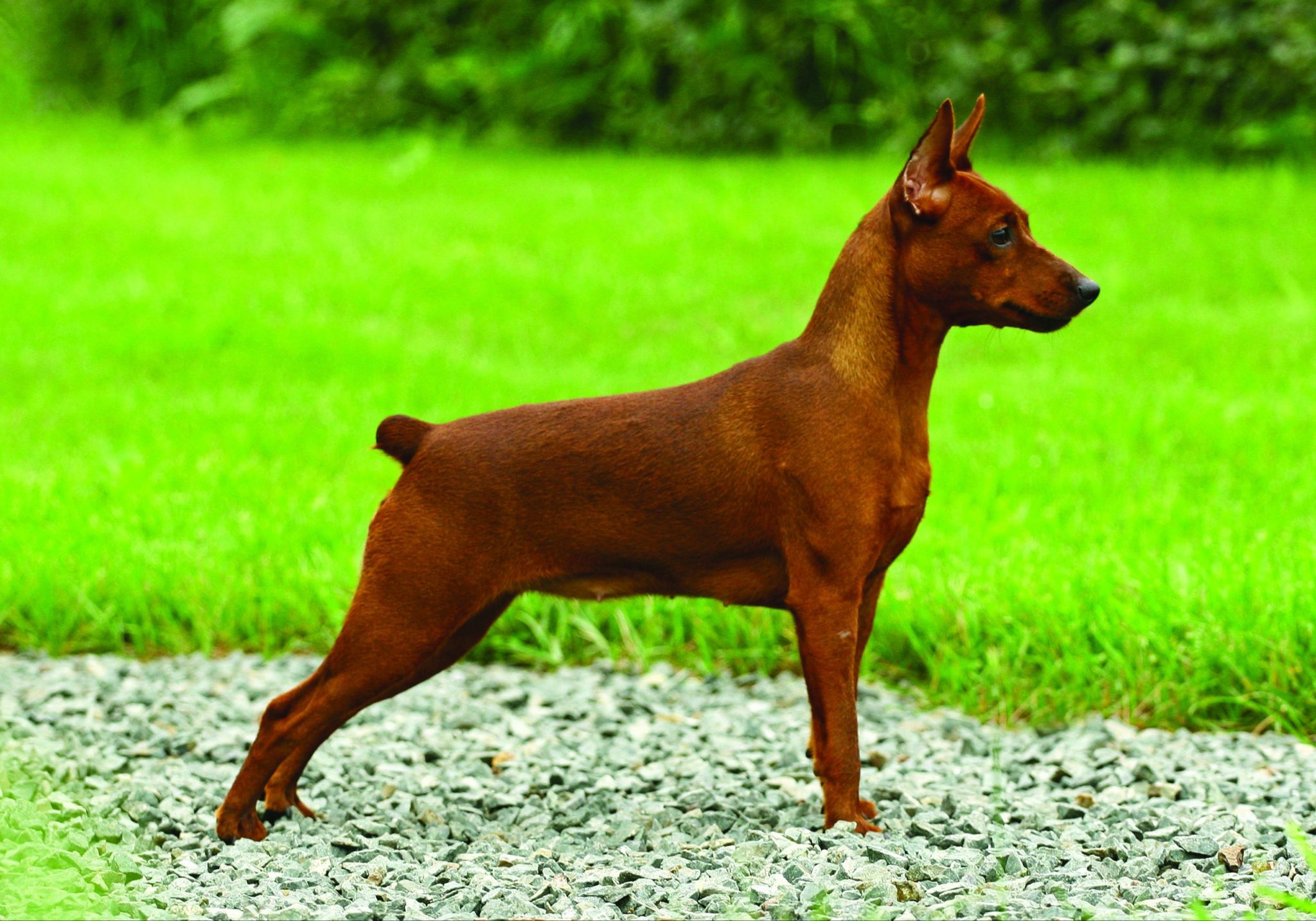 Are There Miniature Dobermans
