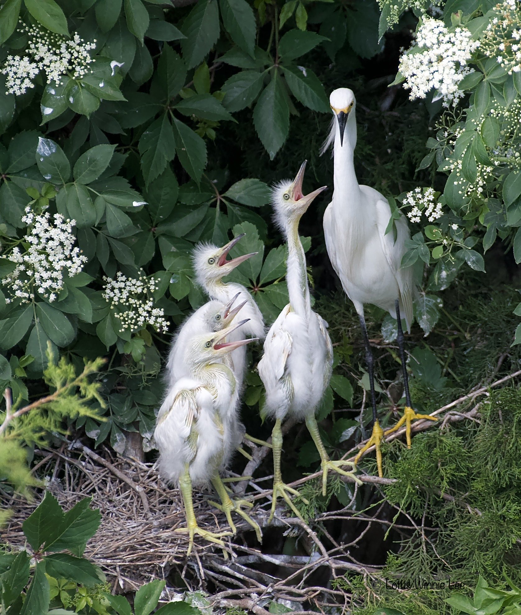 Egret Memes White Shore Bird Funny Expression Long Stock Photo