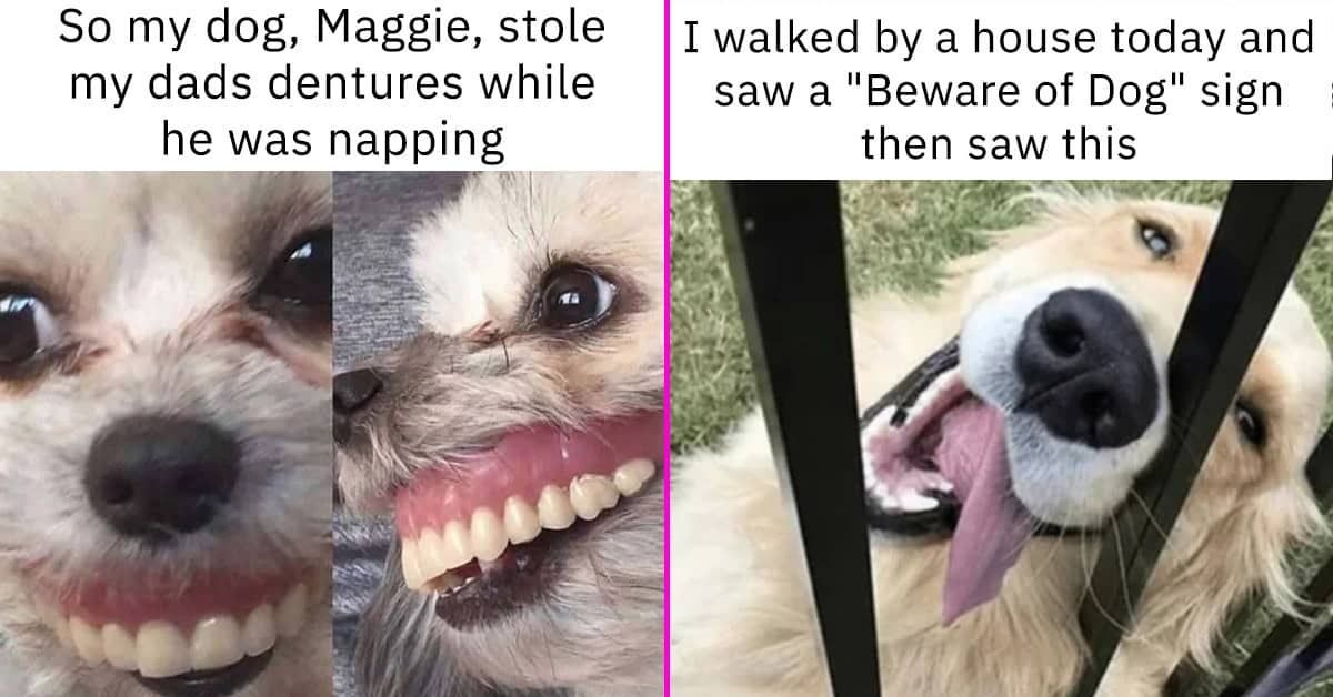 Tuller Du Meg Dog Meme A Hilariously Funny Adoption Post About A