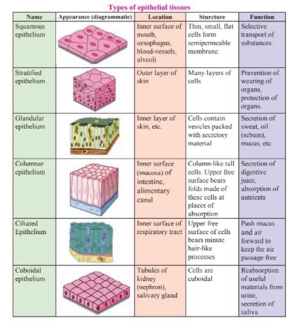 Epithelial Tissue Types Chart