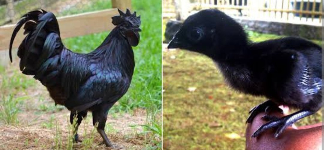 Live Black Chicken Birds & Eggs | Strombergs Chicks & Game Birds