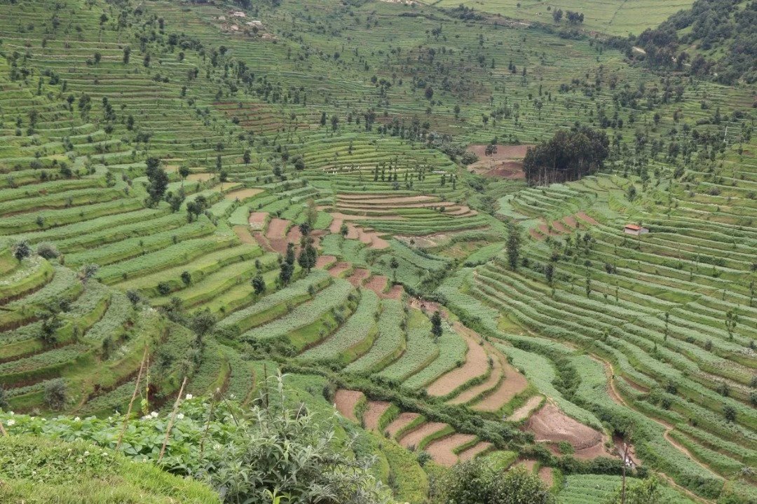 These are the eight reasons why Rwanda is projected to become the leader in modern agriculture ...
