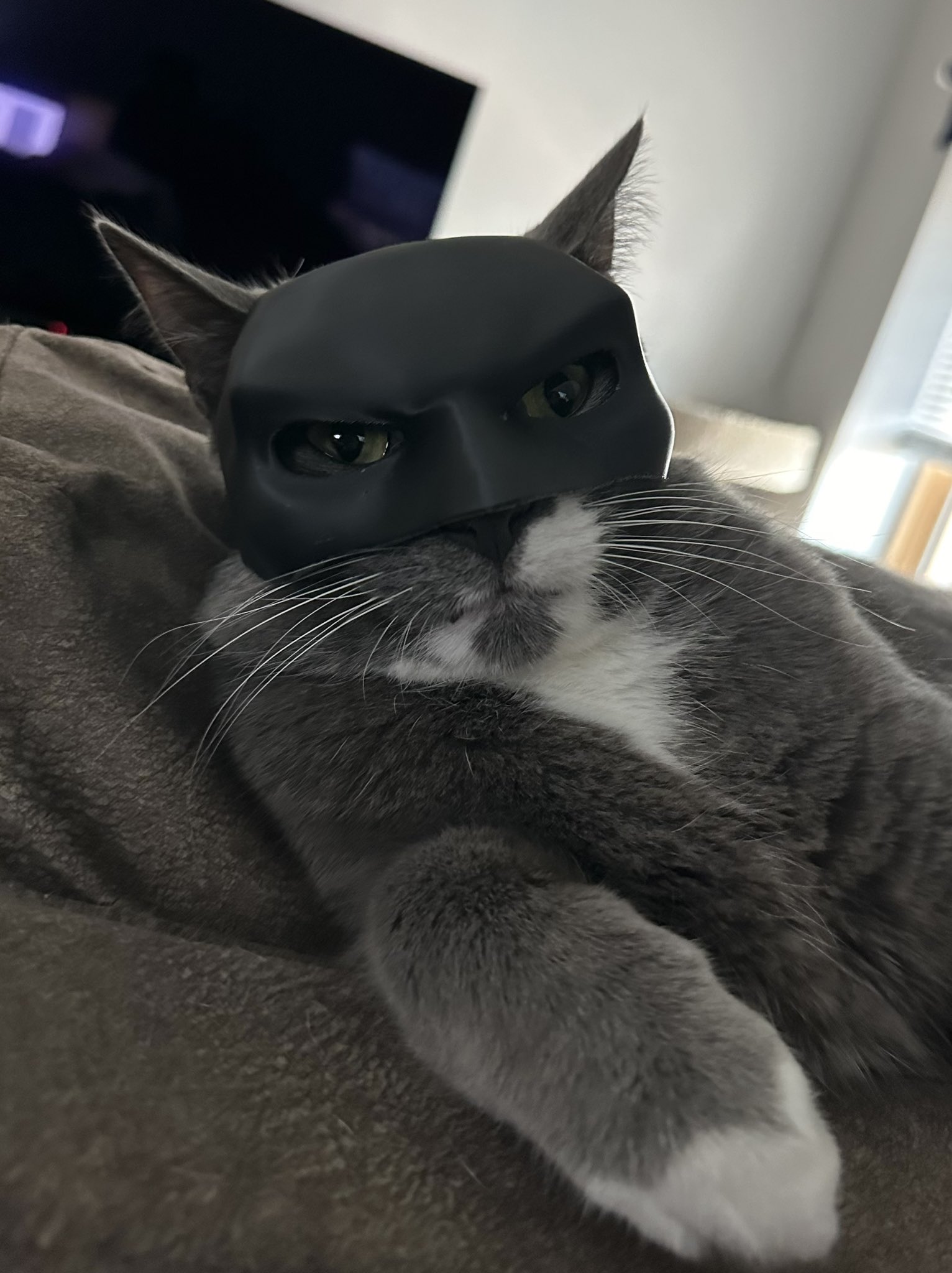 Batman Cat Mask