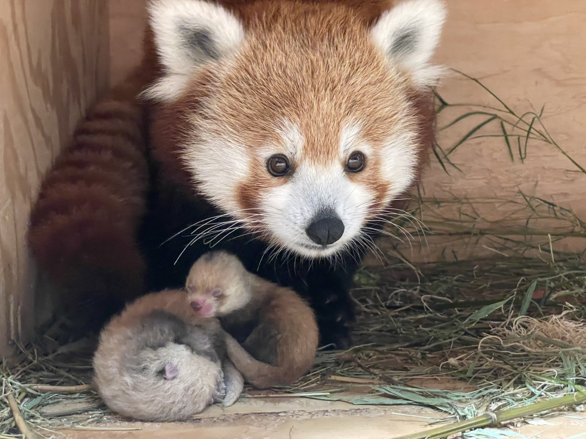 Baby Red Pandas Sleeping
