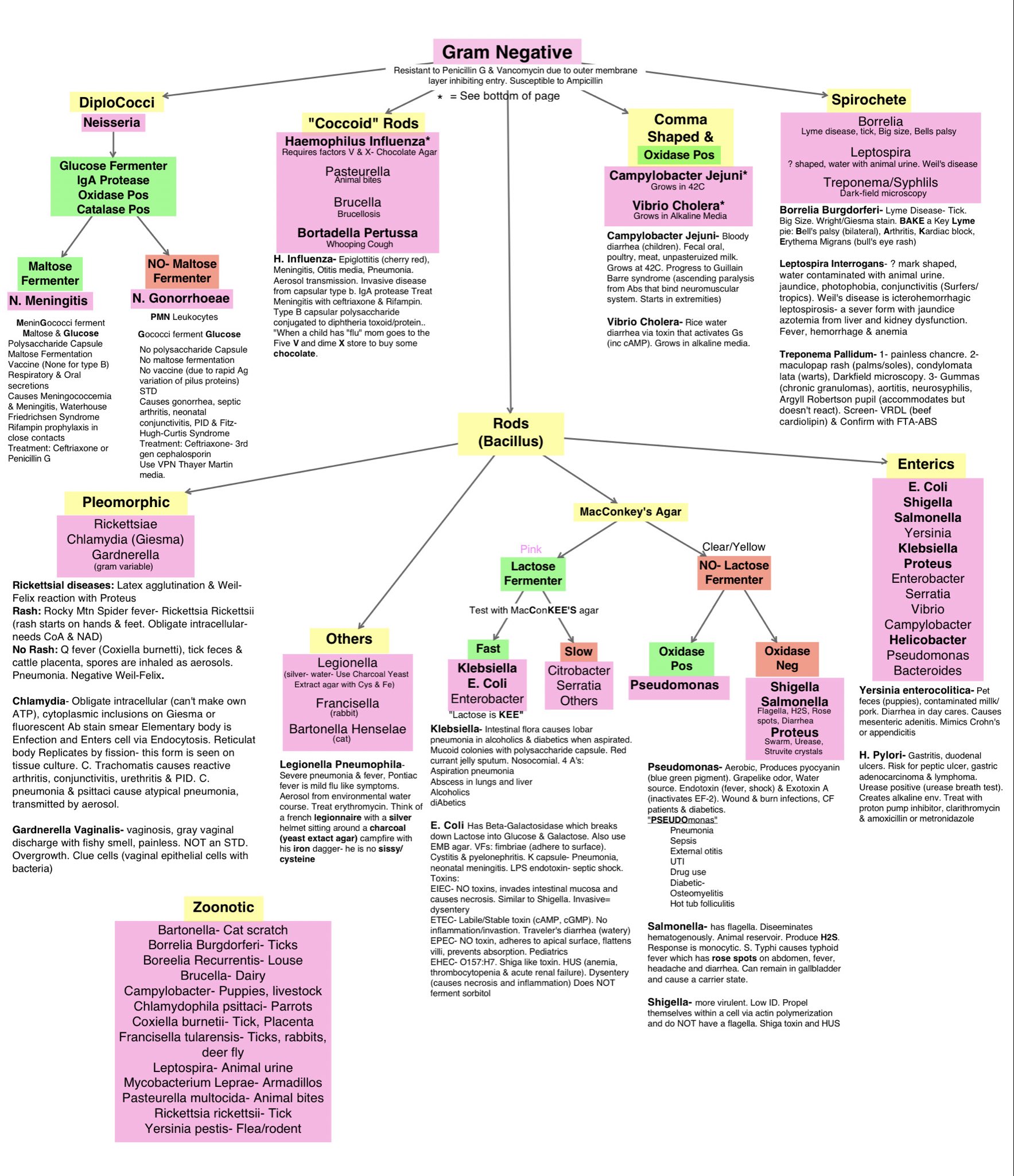 Gram Negative Cocci Flow Chart Flow Chart | Microbiology Lab,