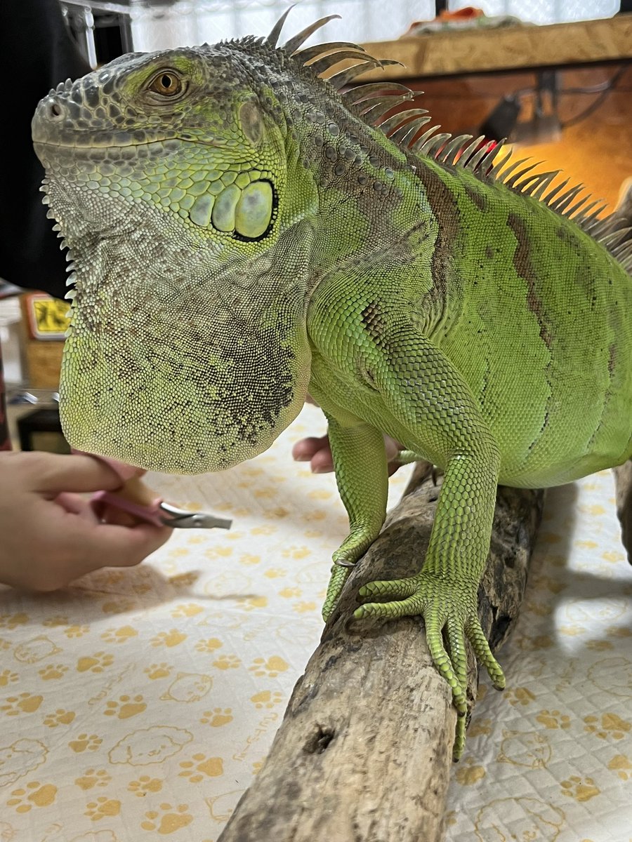 ワンコ@同居人(@monleo_saco) - Twilog (ツイログ)