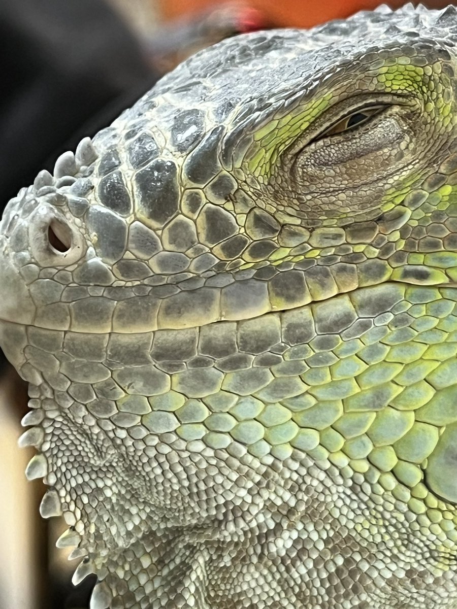 ワンコ@同居人(@monleo_saco) - Twilog (ツイログ)