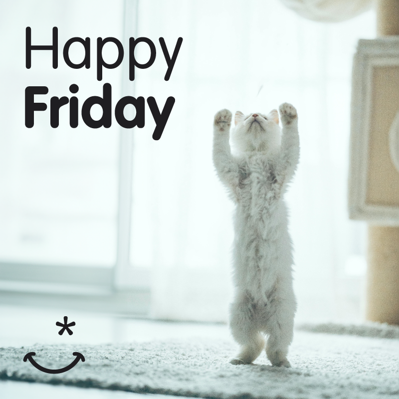 Tgif Katt Meme Tgif Cat GIF TGIF CAT Chao Churu Discover & Share
