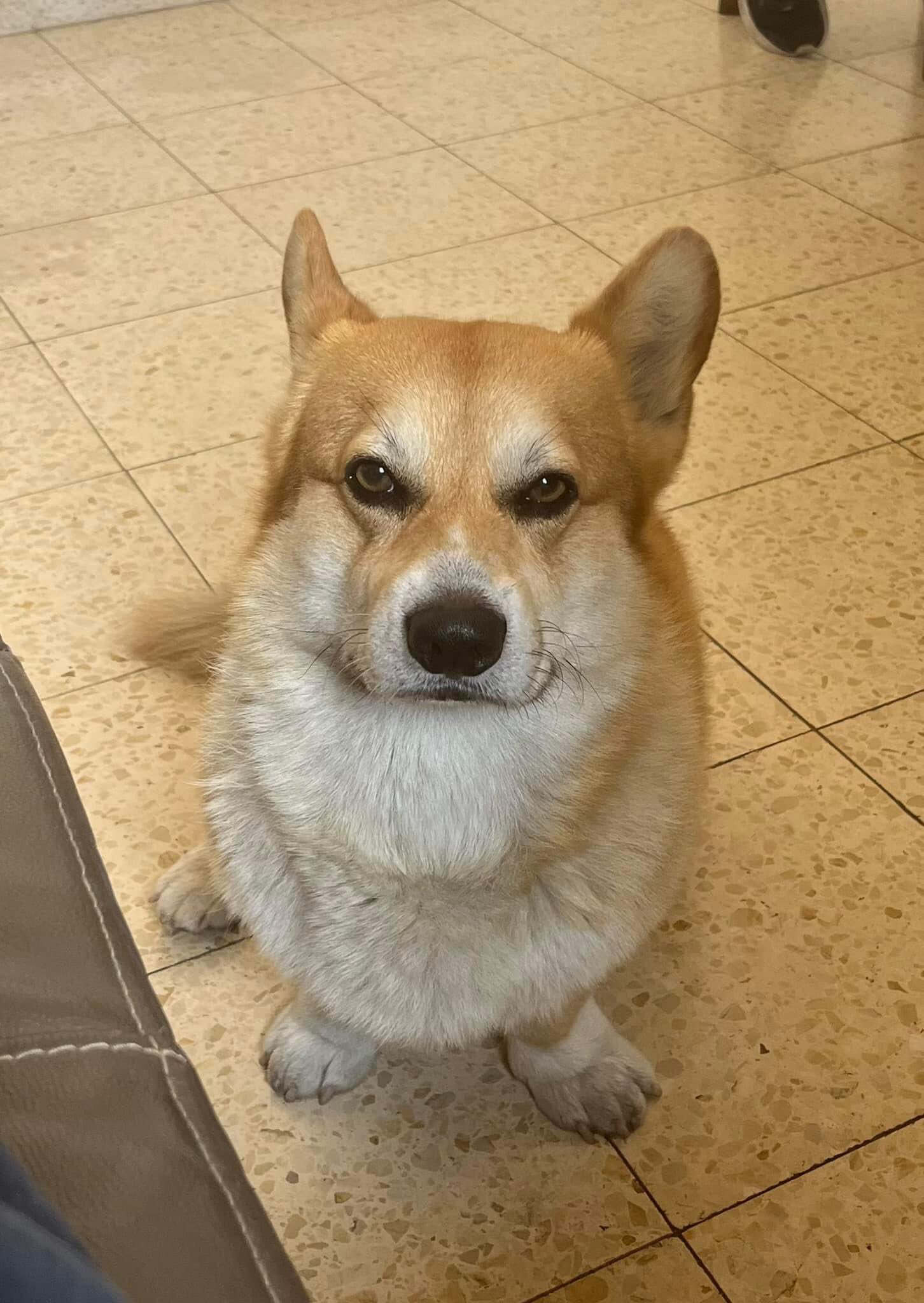 Corgi Angry Cabbage Eyes Craziest Corgi Eyes: A Hilarious Compilation