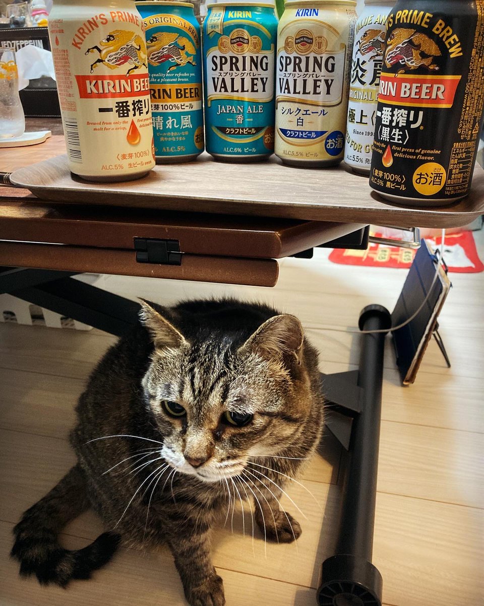 狸小路ぽん子（テルミンを弾く猫）(@ponmenoko) - Twilog (ツイログ)