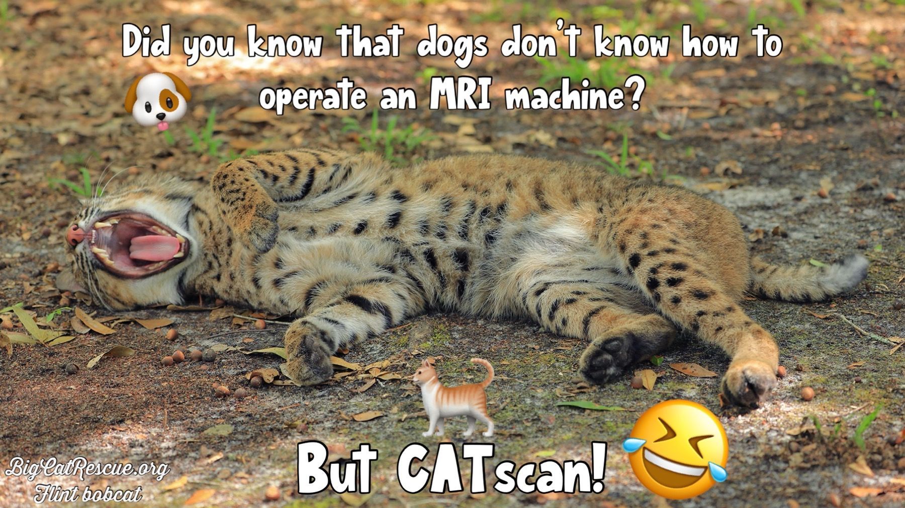 Funny Mri Quotes Dogs Can't Operate An MRI Machine T Shirt | LookHUMAN