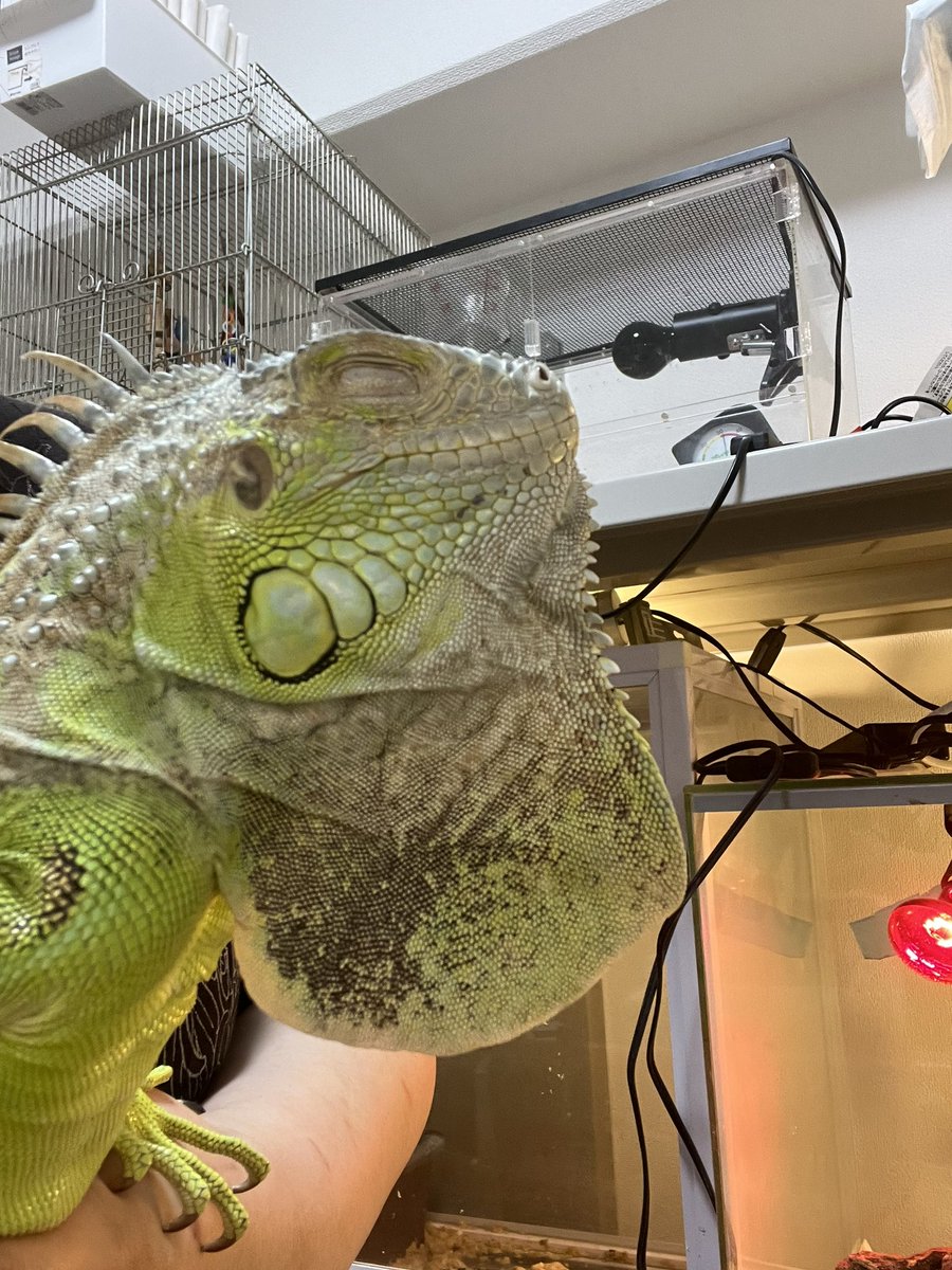 ワンコ@同居人(@monleo_saco) - Twilog (ツイログ)