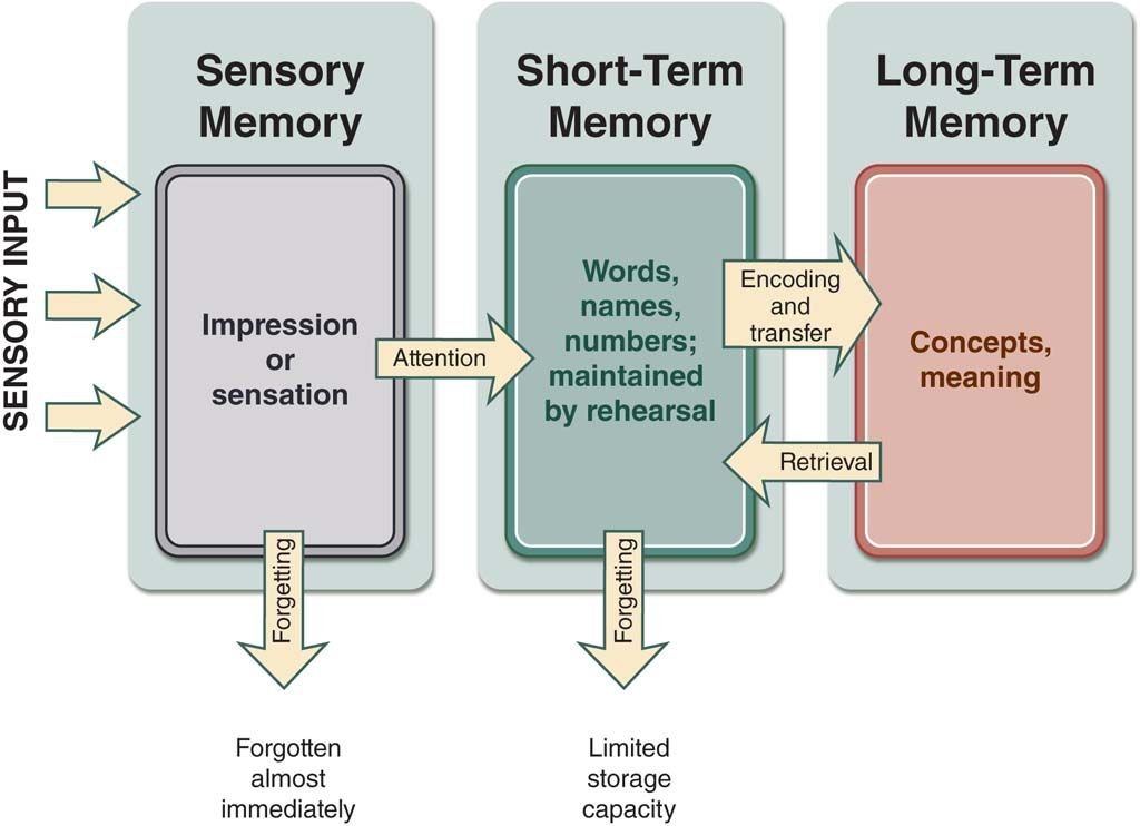 Sensory Memory Sensory Memory Encoding 2025 | Www.alhudapk.com
