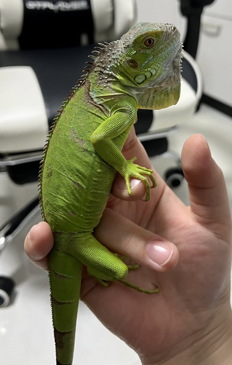 ワンコ@同居人(@monleo_saco) - Twilog (ツイログ)