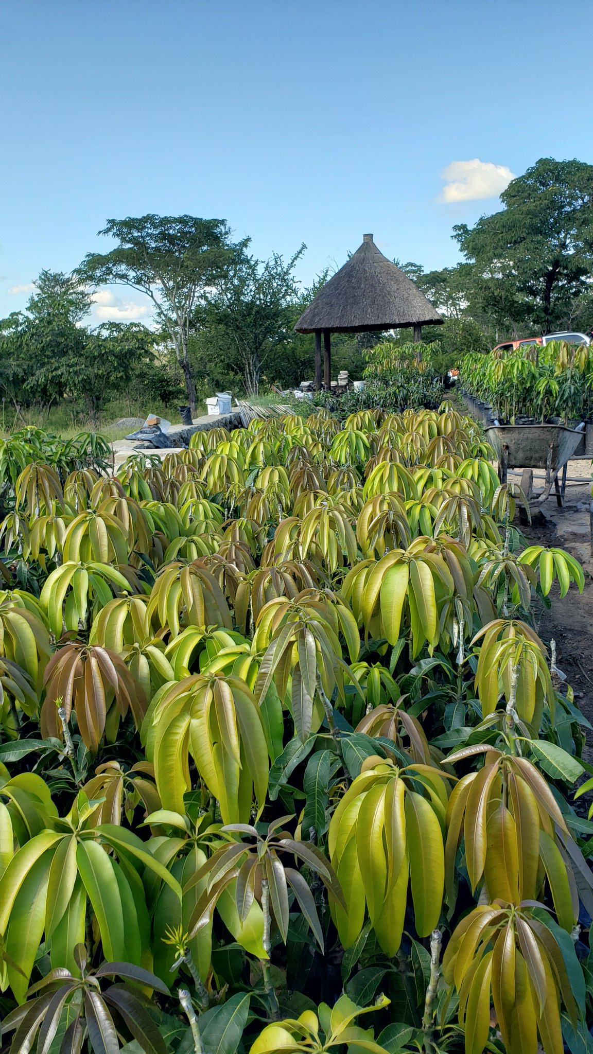 Mango Trees In Zimbabwe