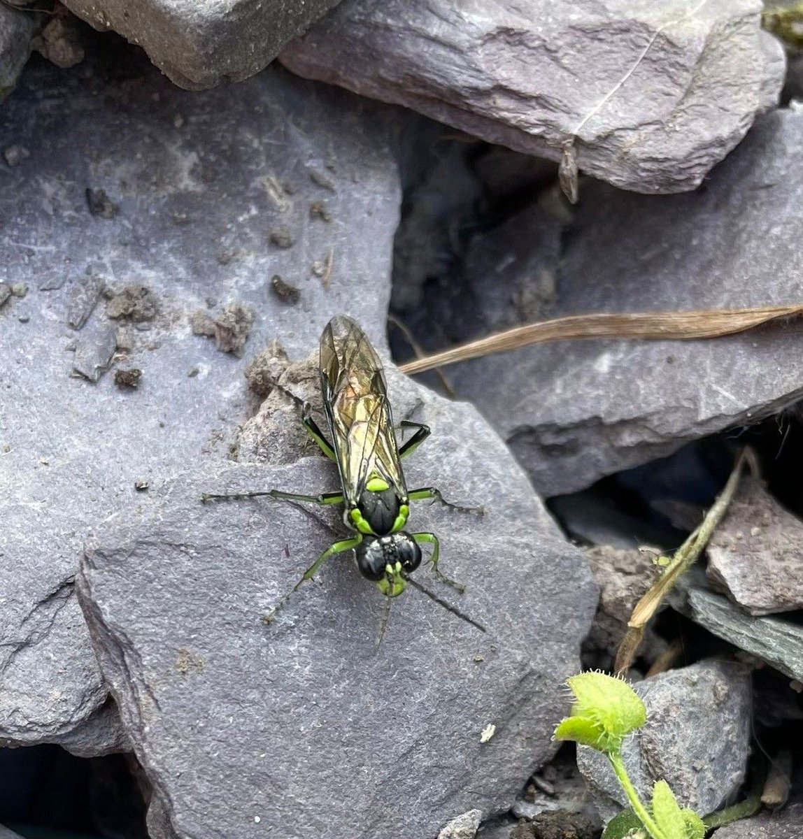 Hedgehog Heroes - Avro Golf Club - The British Hedgehog Preservation ...