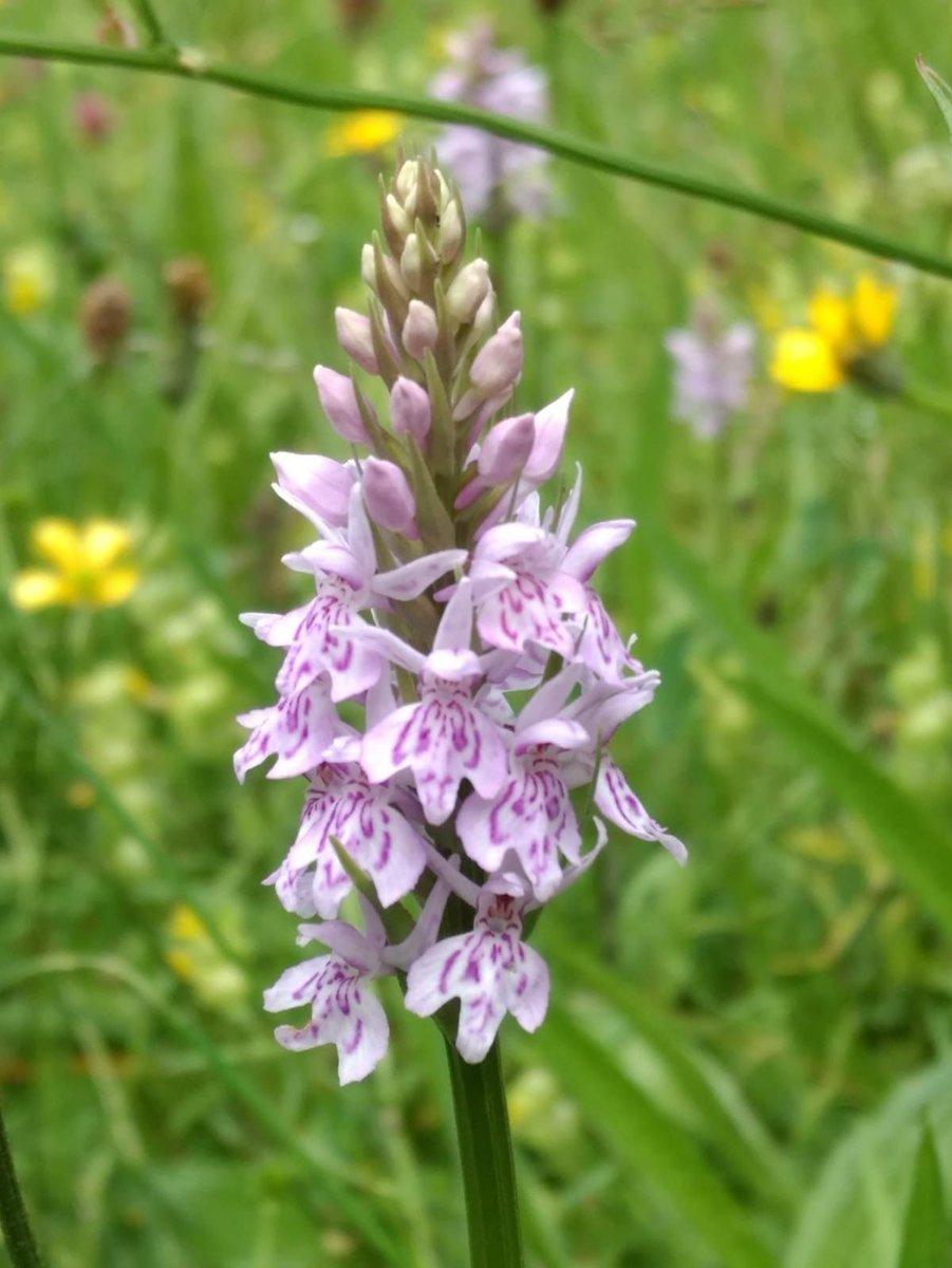 Hedgehog Heroes - Avro Golf Club - The British Hedgehog Preservation ...