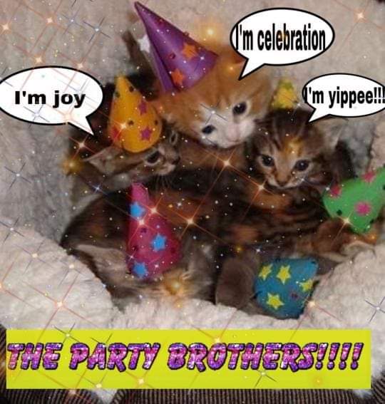Party Katzen Meme