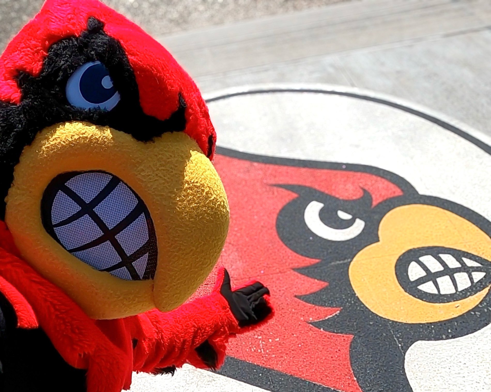 University Of Louisville Mascot