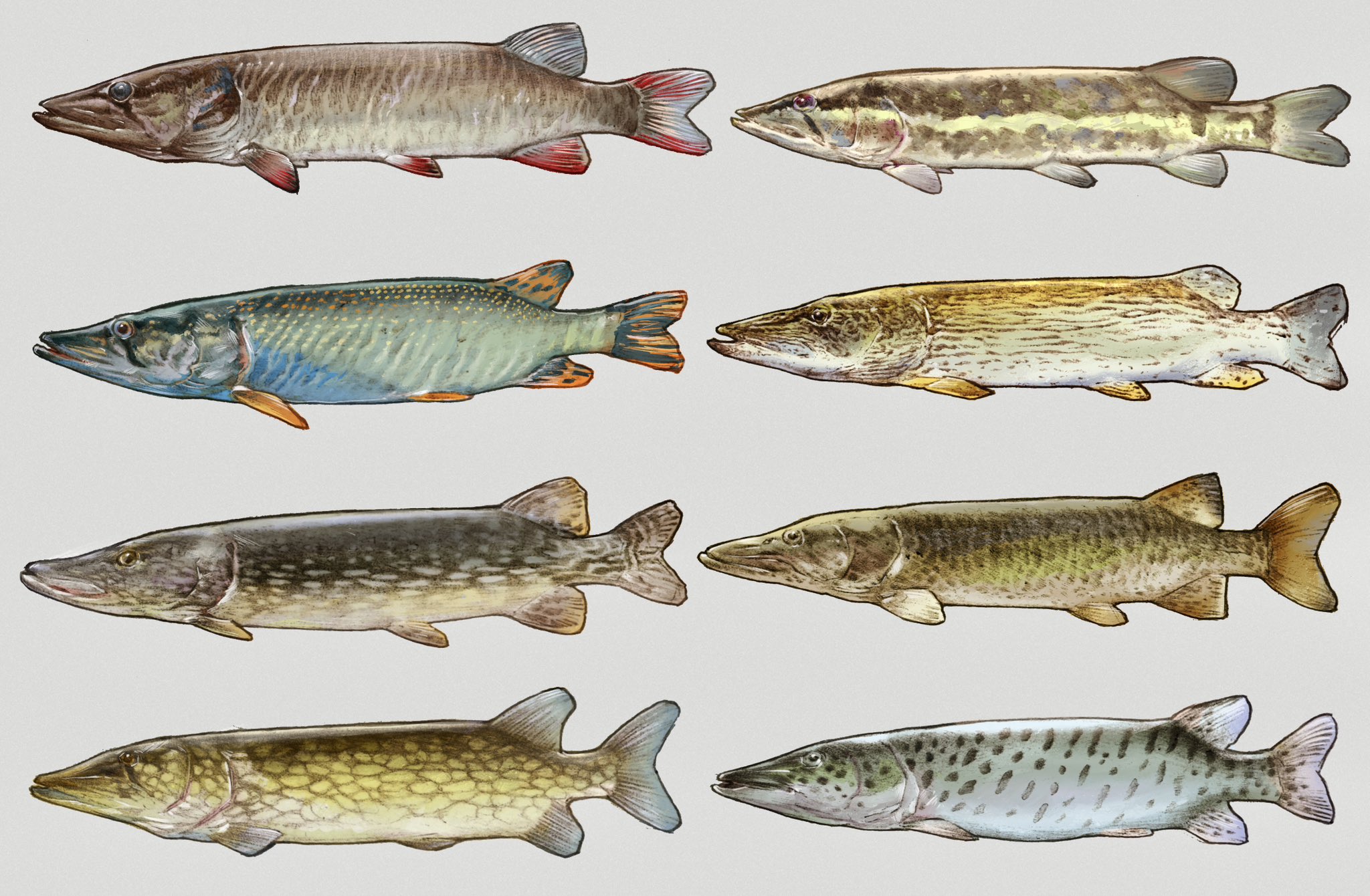 Peixe Pickerel Vs Lucio Pickerel, Pike, And Muskie Fishing Guide How