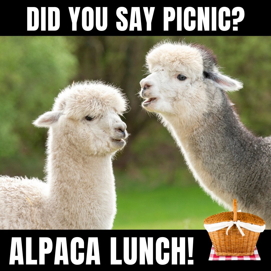 Alpaca Lunch Meme Best Funny Alpaca Memes That Had Us Laughing Out