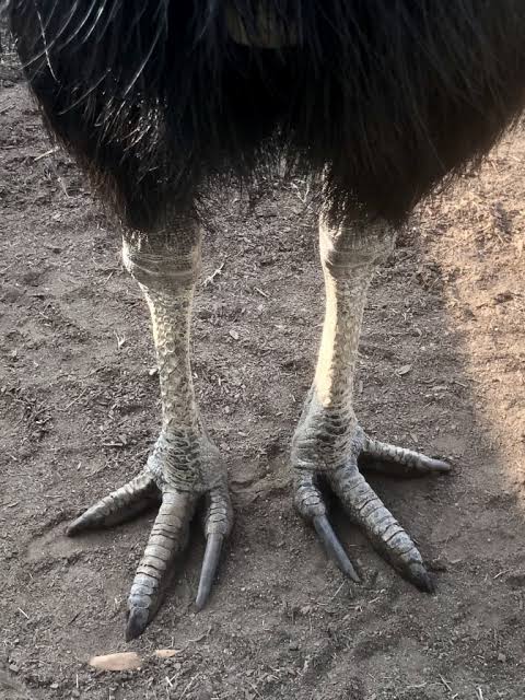 🦃 KENALAN DENGAN SI KUKU PISAU lihat kaki dan cakar di bawah ini? cakar ...