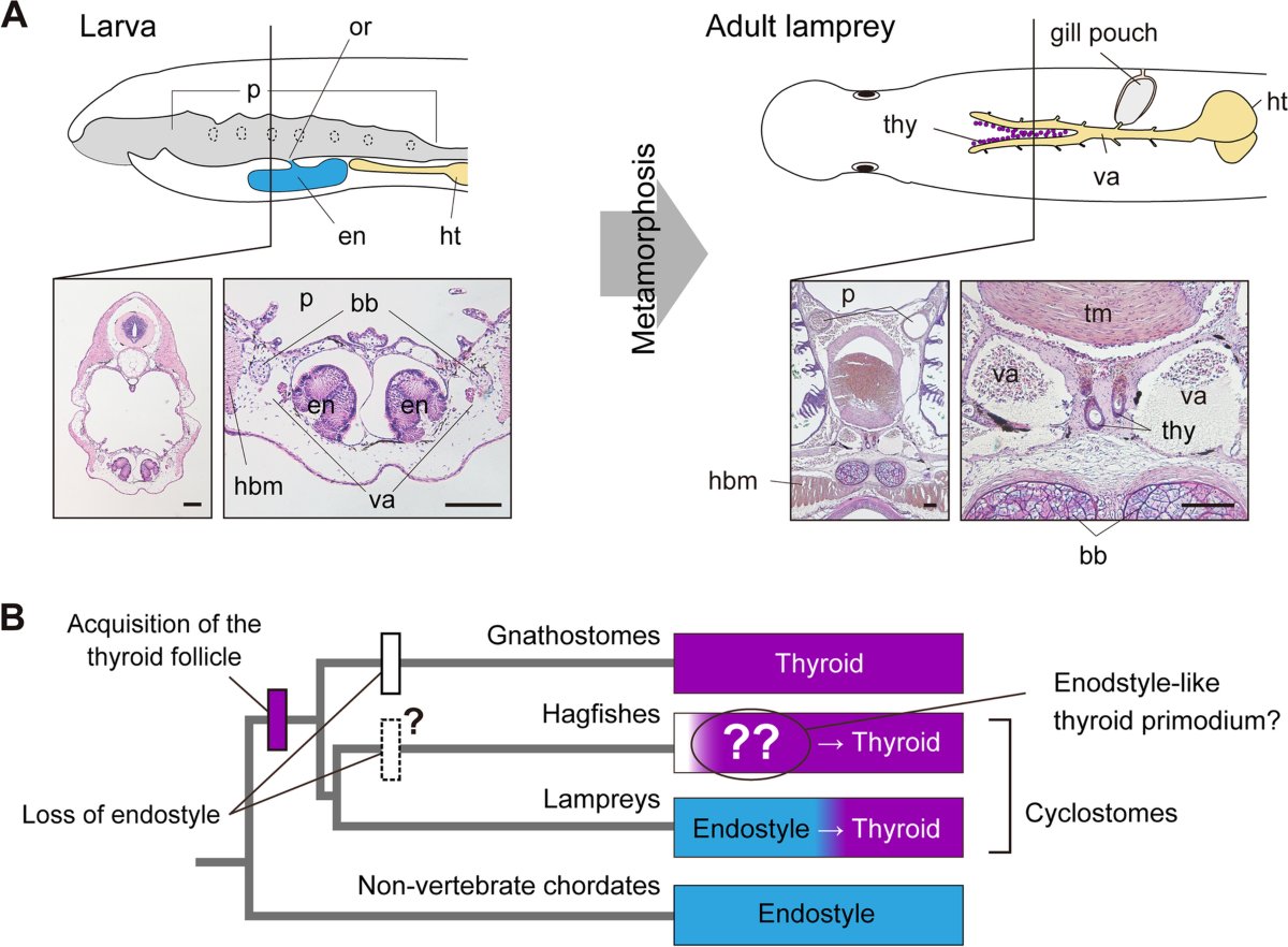 The thyroid is a respiratory organ, helping to use oxygen to produce ...