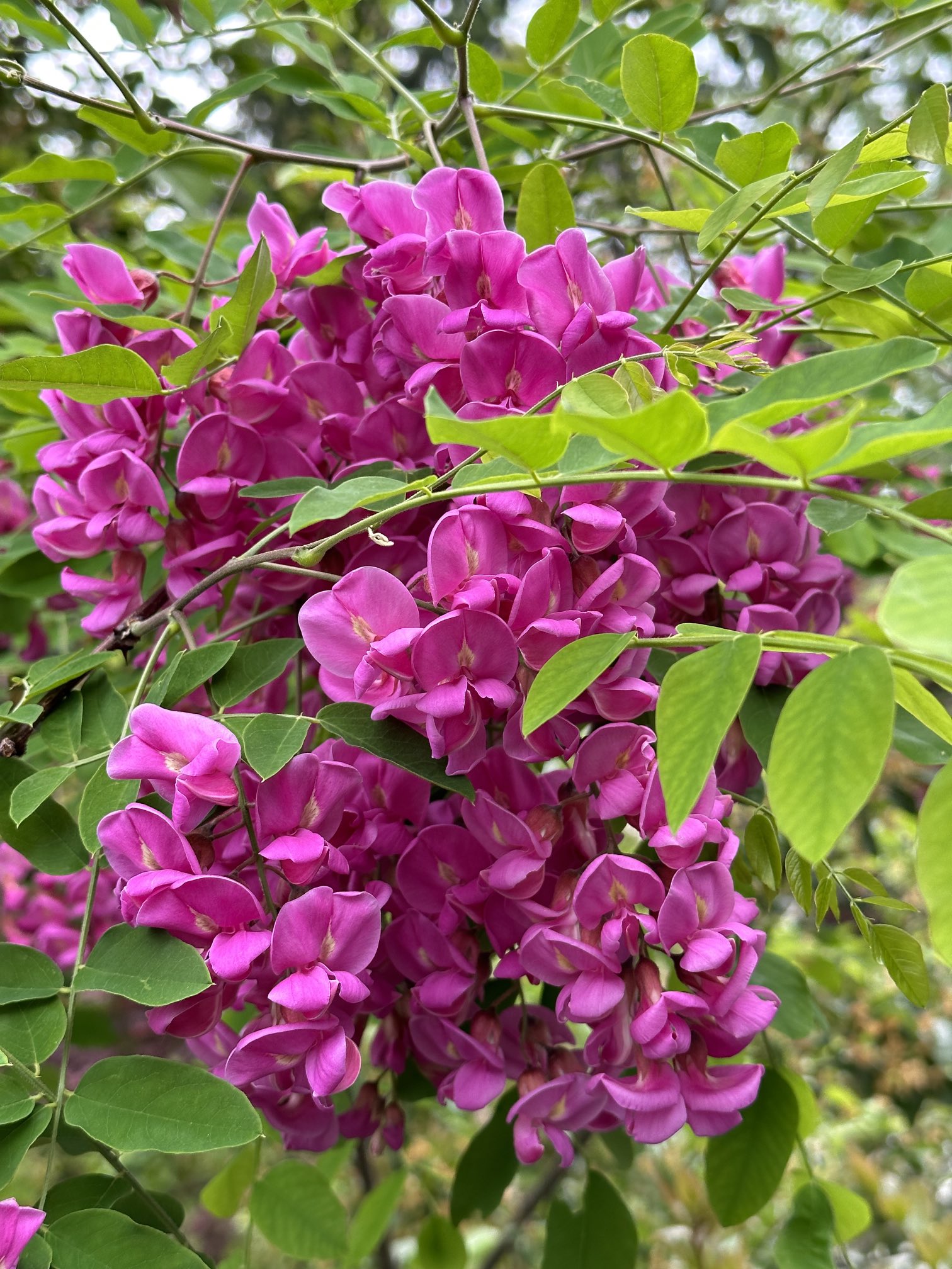 Purple Flowering Locust Tree Purple Robe Black Locust | Shelby