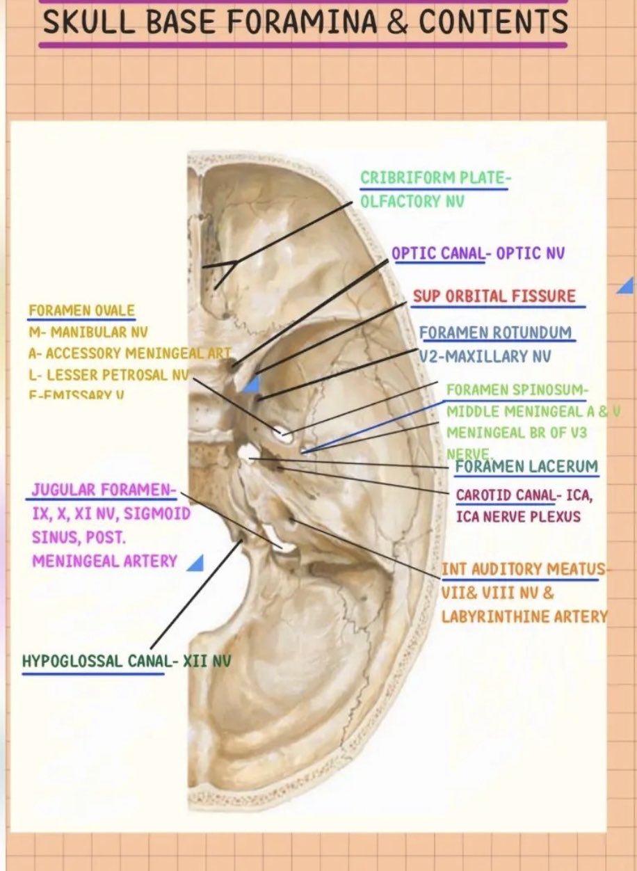 Skull Base Foramina Anatomy Fact 27 Foramen Magnum: An Important