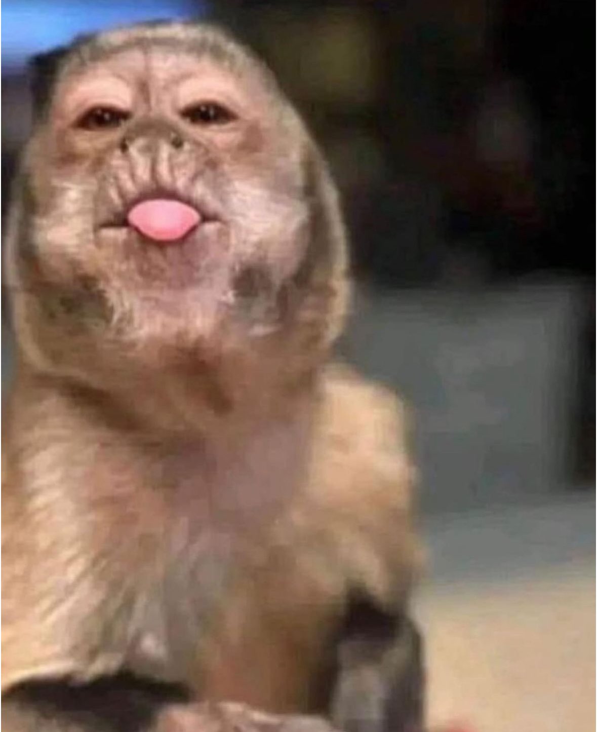 Monkey Laughing Memes Baby Monkey Laughing GIFs | Tenor