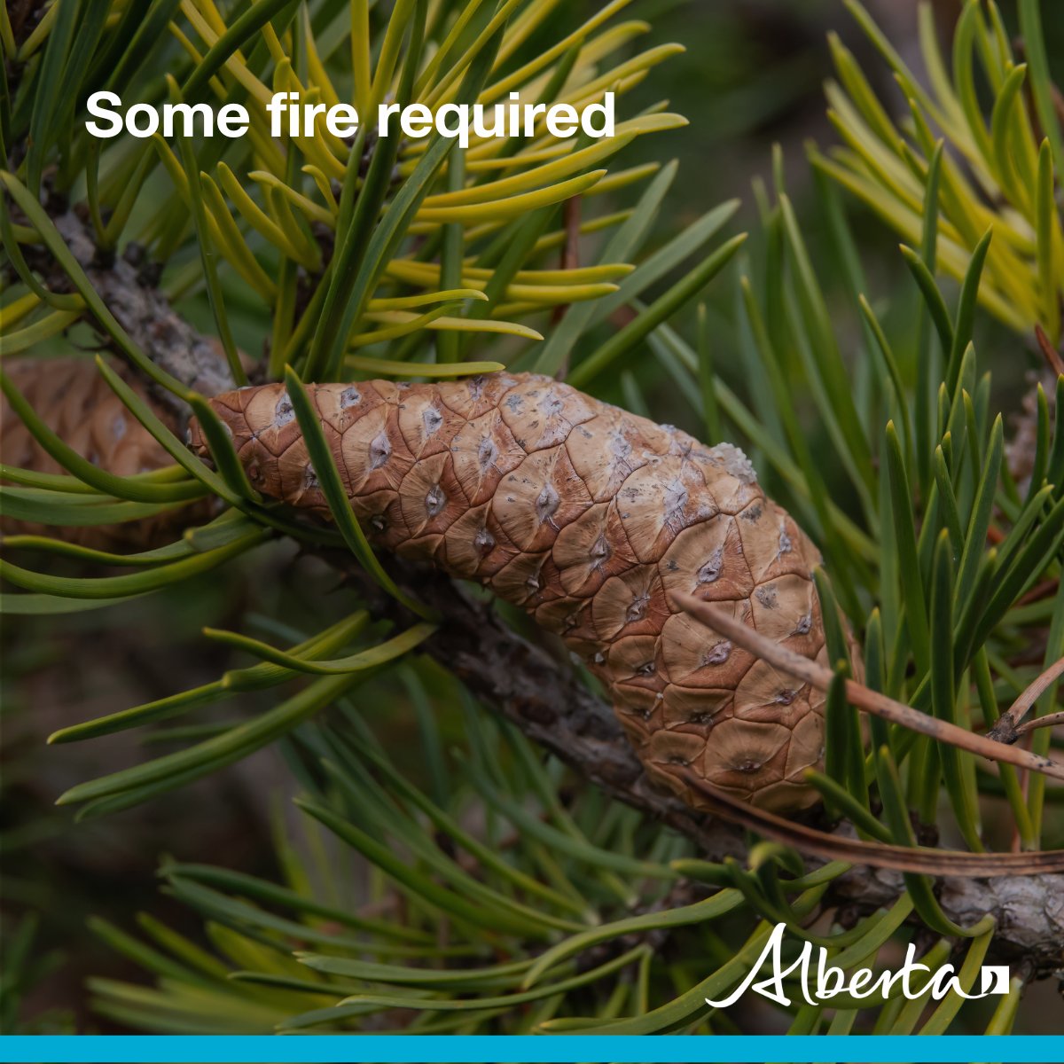 Jack Pine Cone Jack Pine Leaves Cones Pinus Banksiana Hi Res Stock