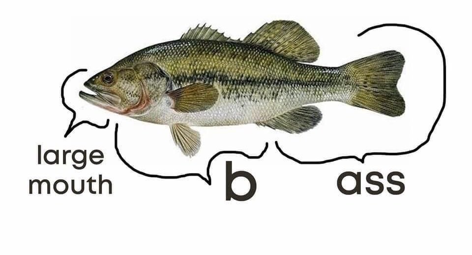Largemouth Bass Anatomy Reproduction Largemouth Bass Heads | Waters By