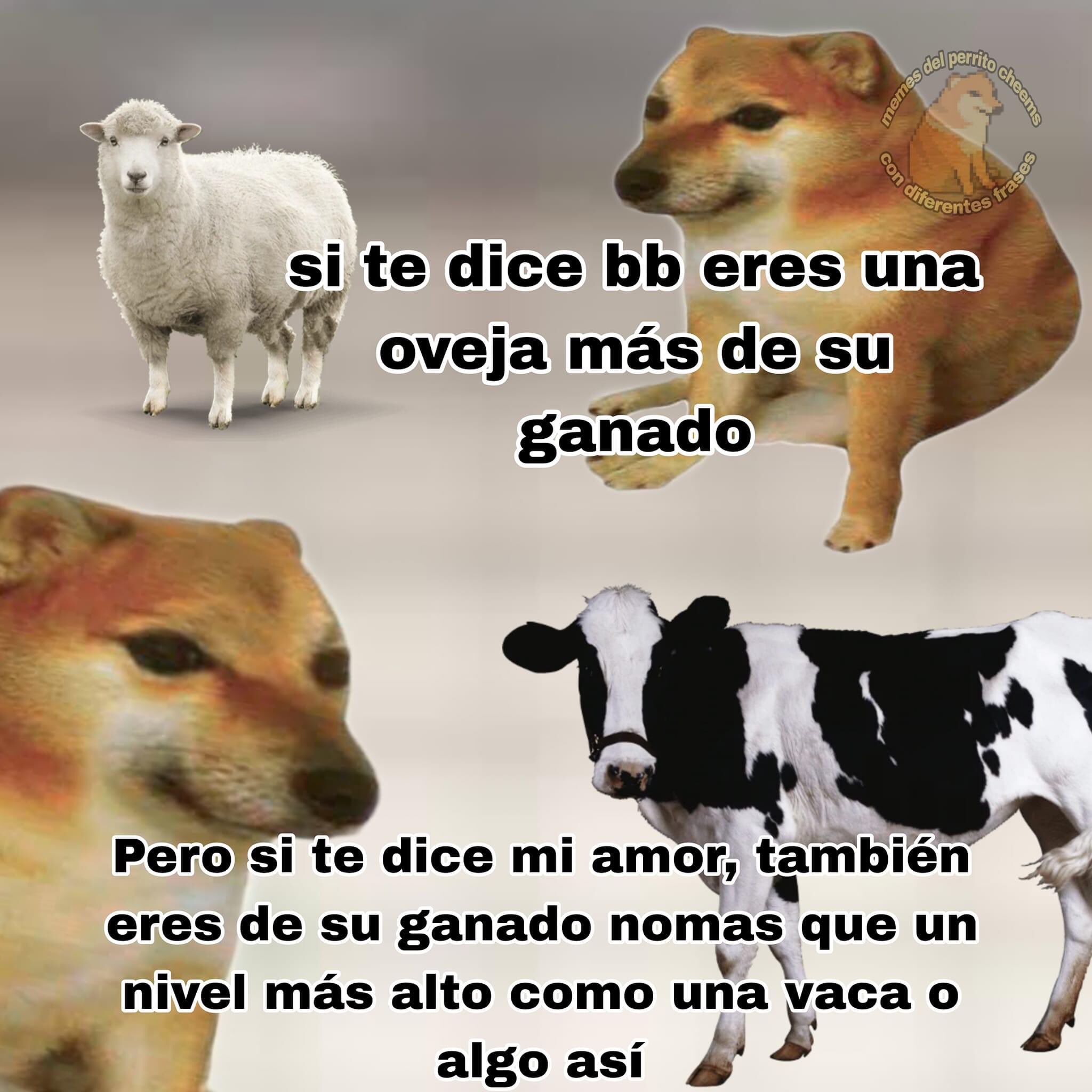 Memes Su Animali