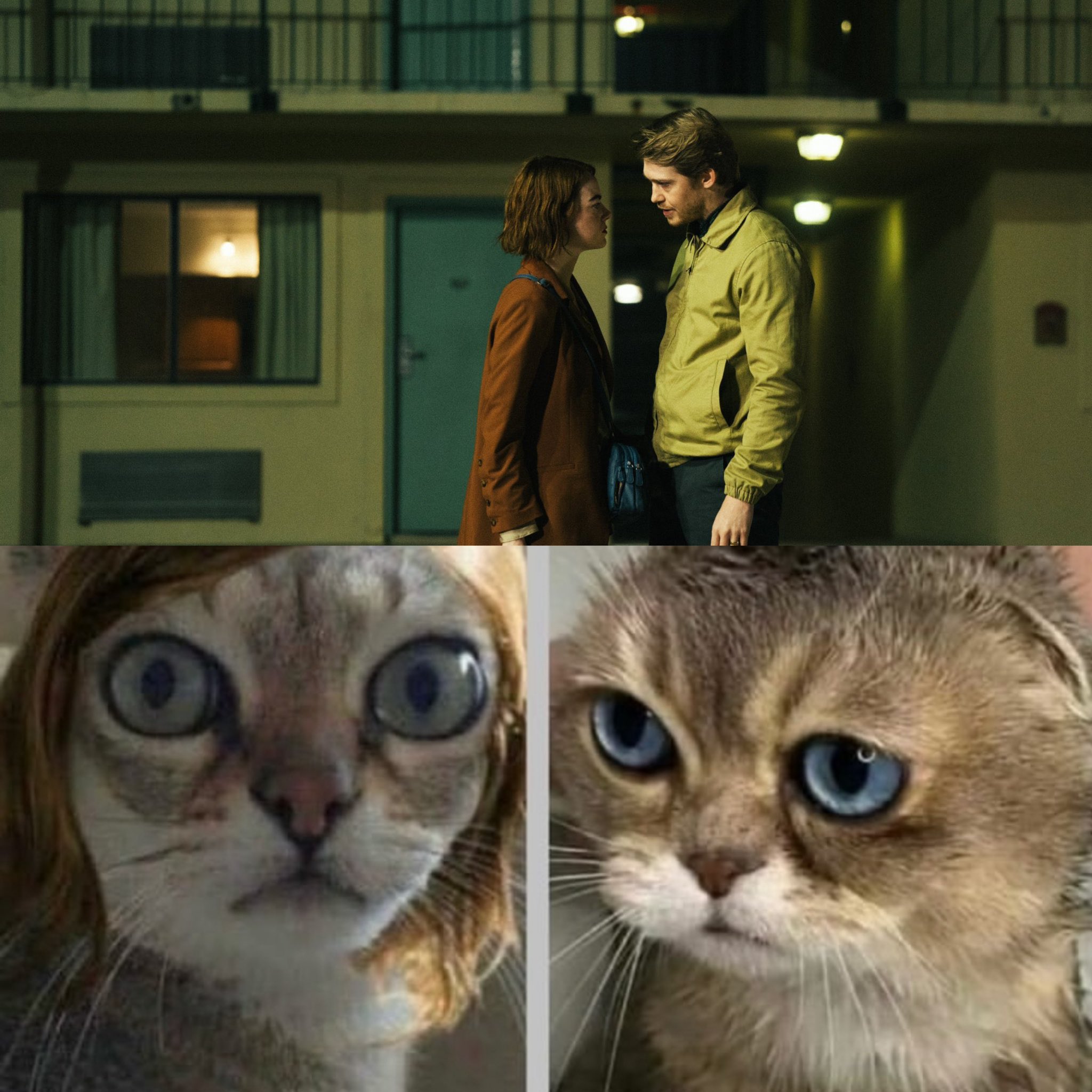Meme Di Emma Stone