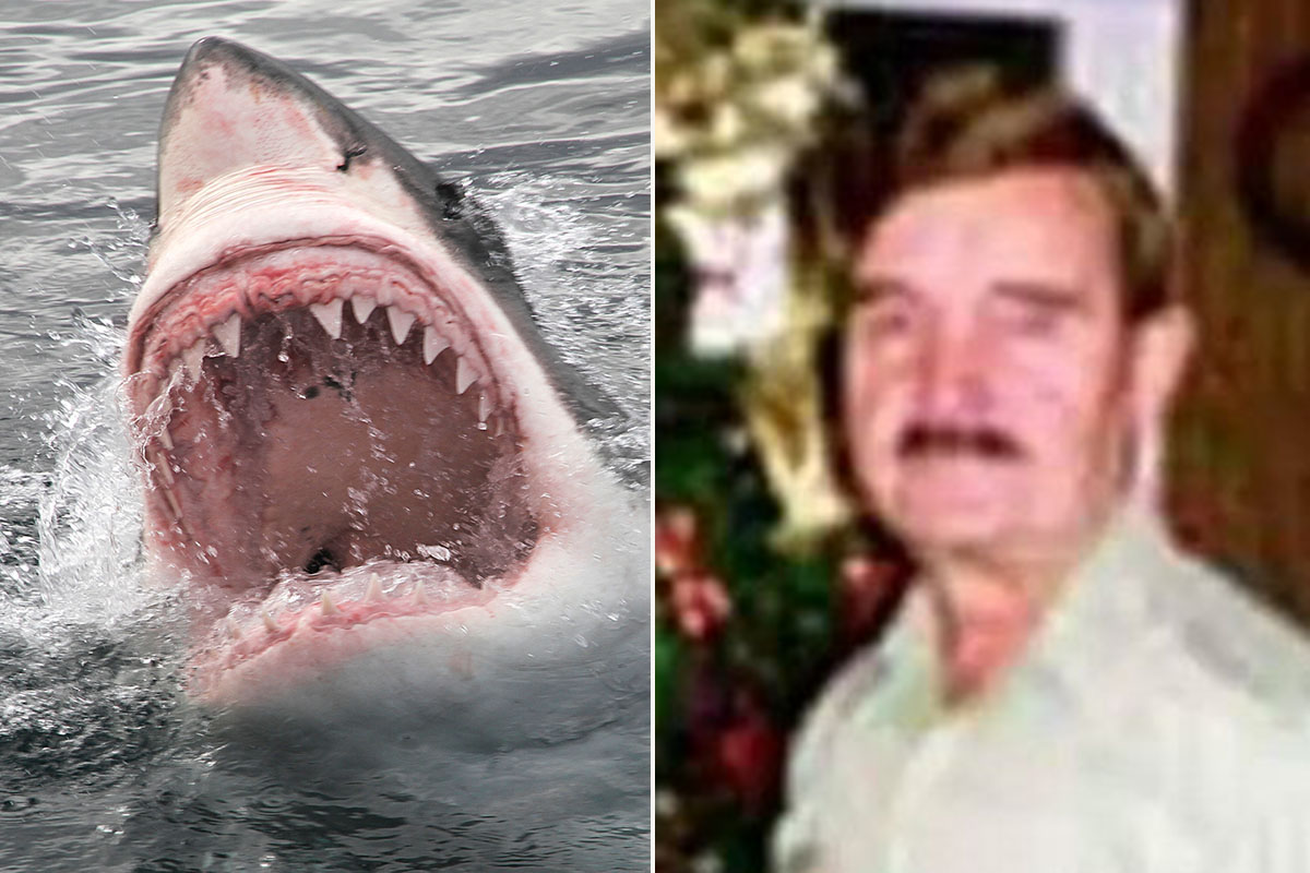 Man Eaten By Shark The Great White Man Eating Shark: A Cautionary Tale
