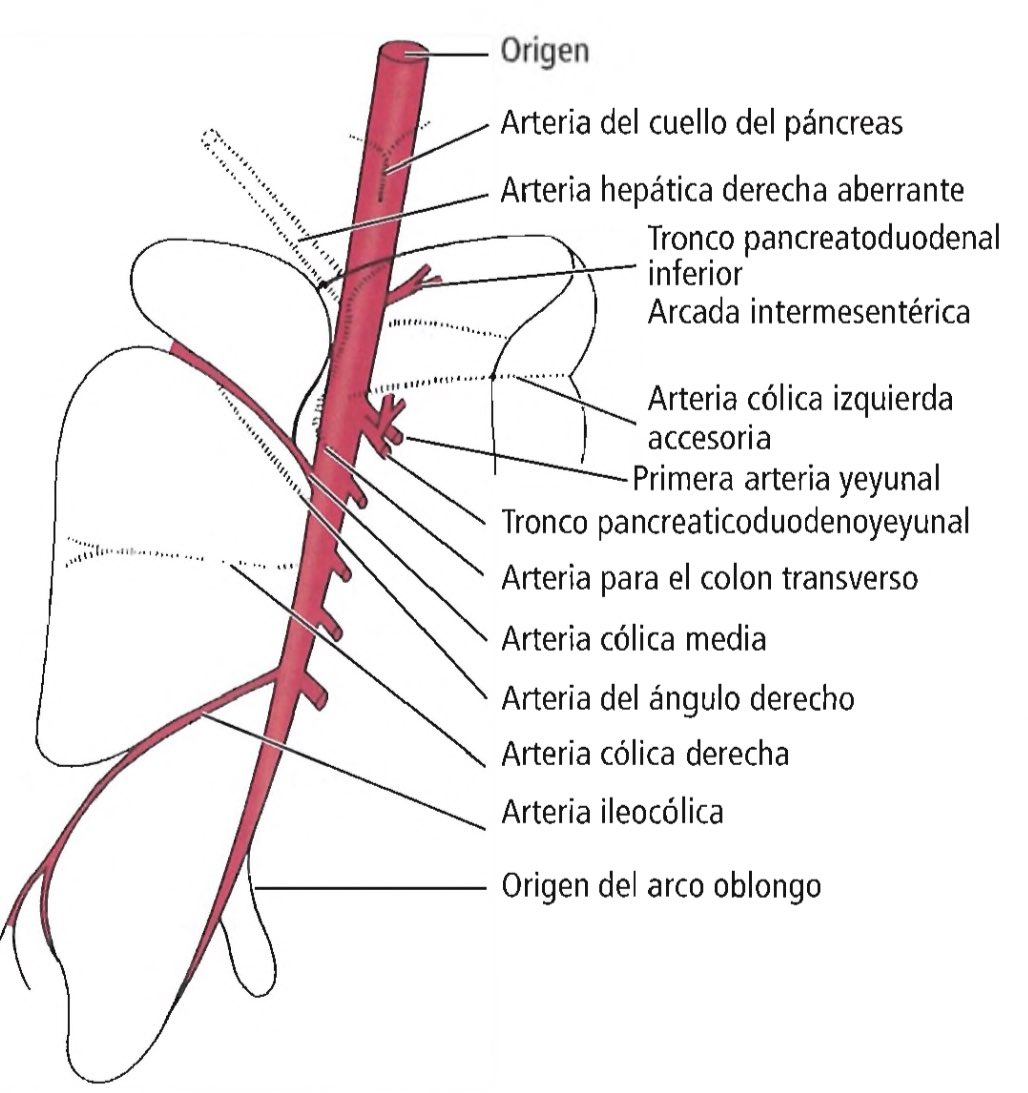 Diagrama Da Arteria Hepatica Schema Of Portal Vein Anastomosis (PVA)