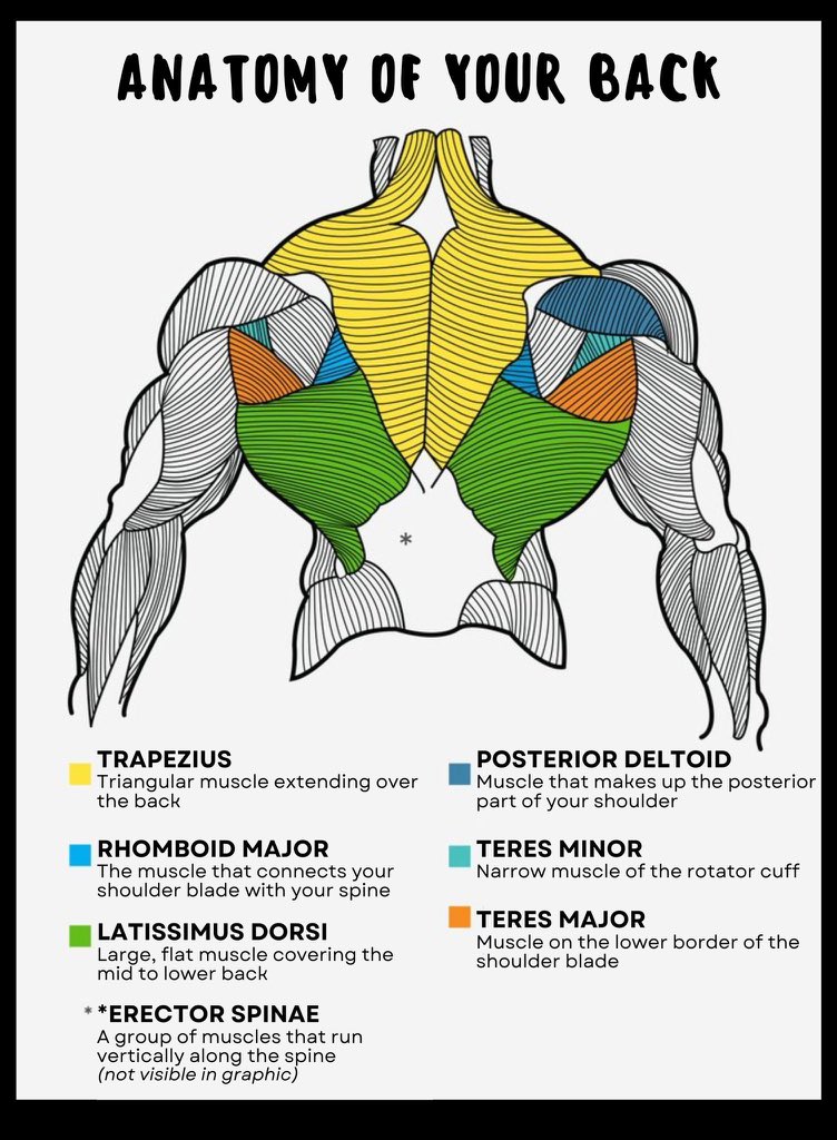 The best exercises for each muscle group (Save this for when you go to ...
