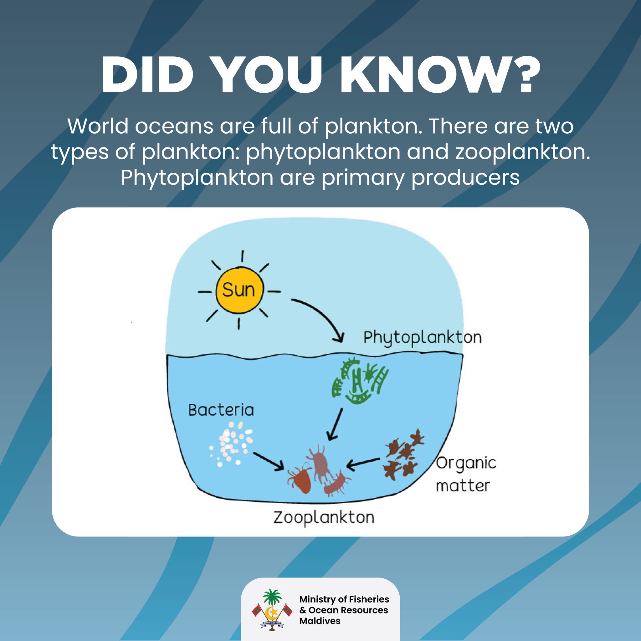 Zooplankton And Phytoplankton Live Zooplankton: Tisbe Biminiensis,