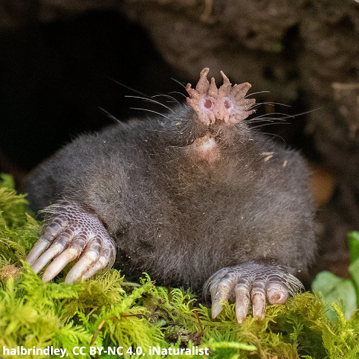 Eastern Starnosed Moles The Natural History Log Moles That Can Smell