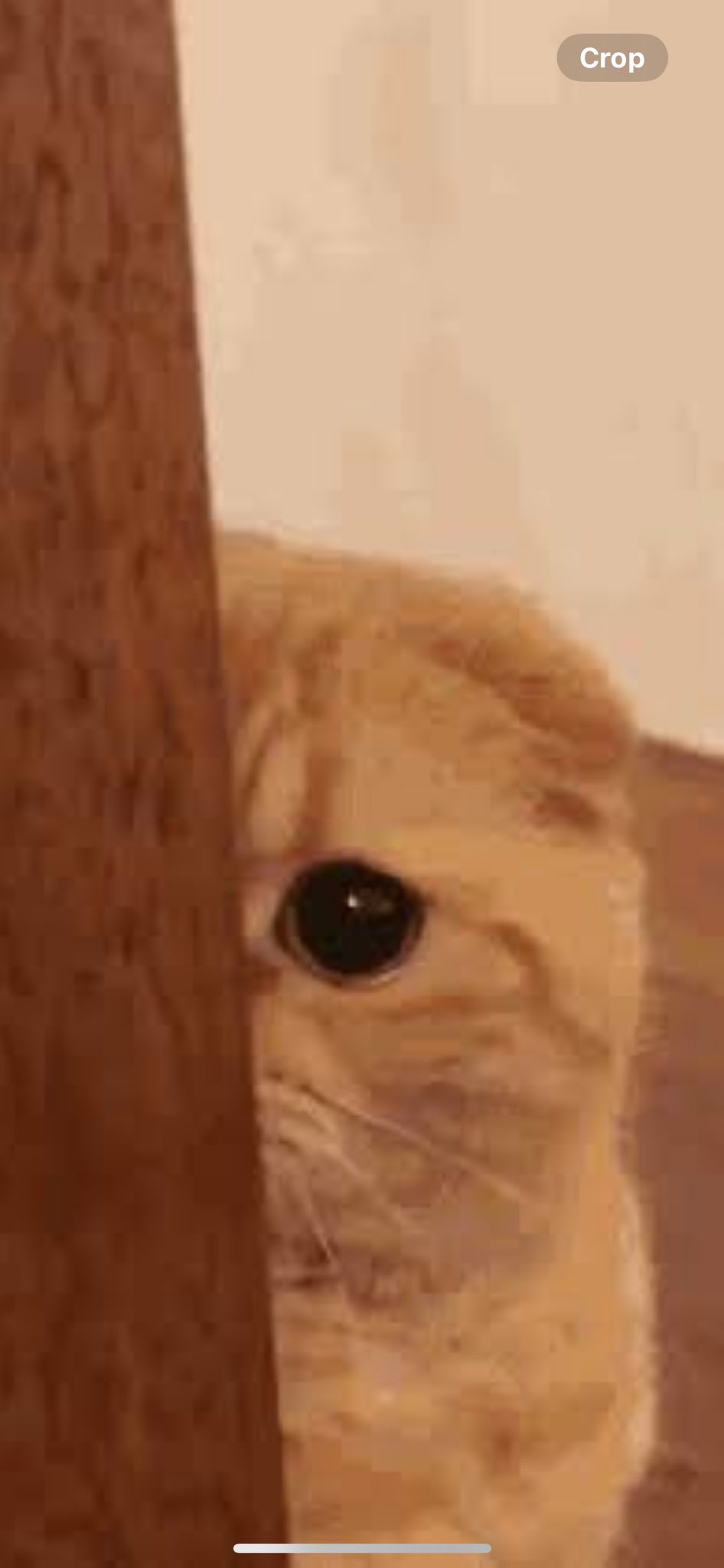 Shy Cat Memes #creatorsearchinsights Shy Cat Best Cat Meet Neo The Cat