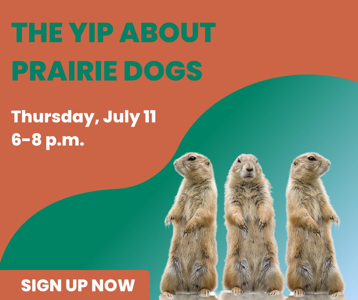 Prairie Dog Facts Prairie Dogs Lerner Publishing Group