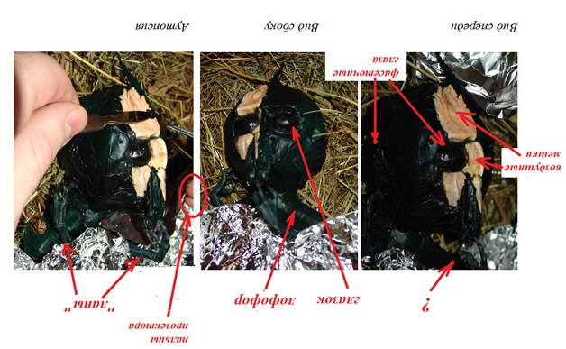 Historical Myths and Modern Encounters with Insectoid Beings. A Thread ...