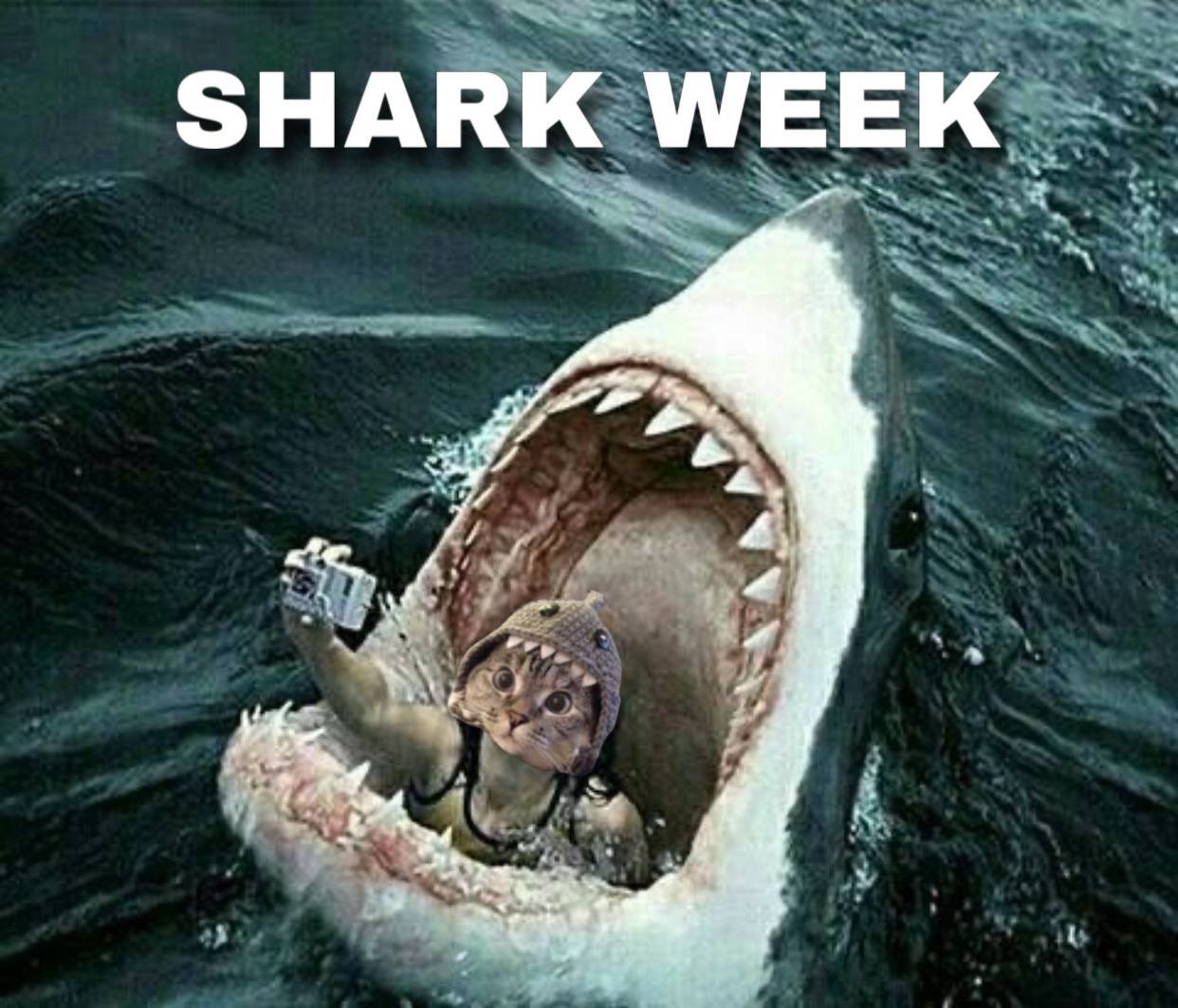 Cat Shark Memes