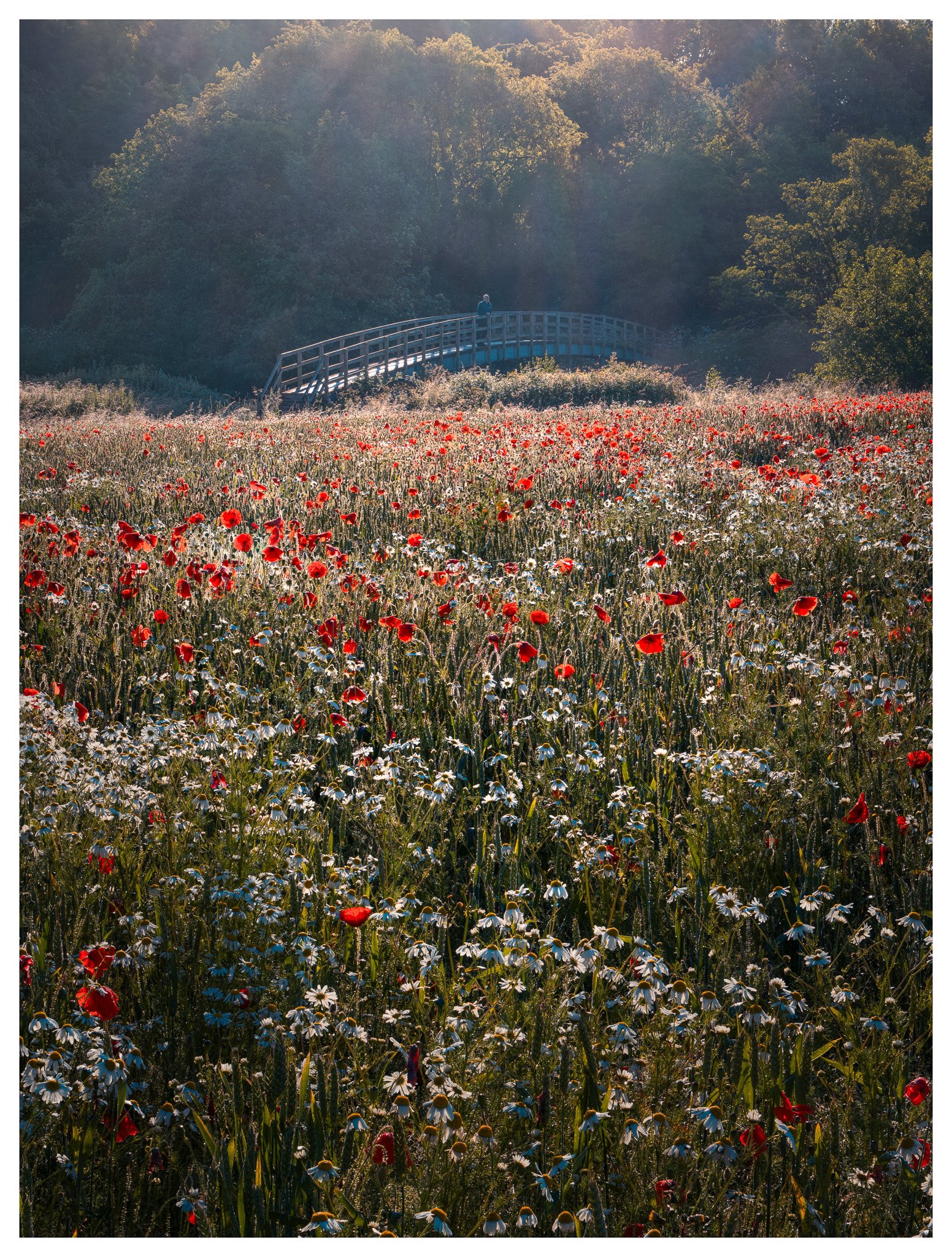 Field Of Wildflowers Tumblr