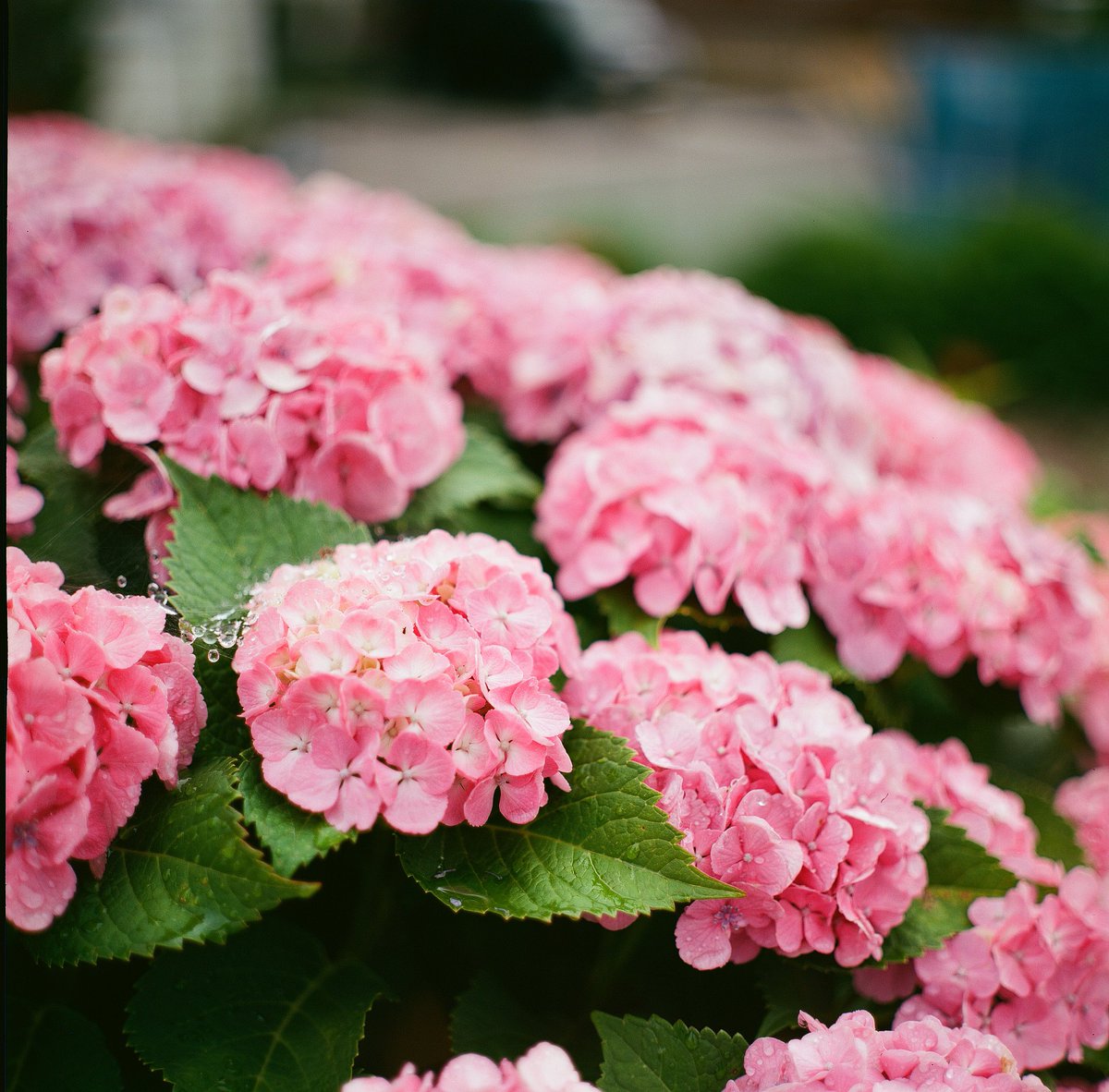 七瀬スカーレット＠C104二日目東ヌ34b(@Nanase_Scarlet) - Twilog (ツイログ)