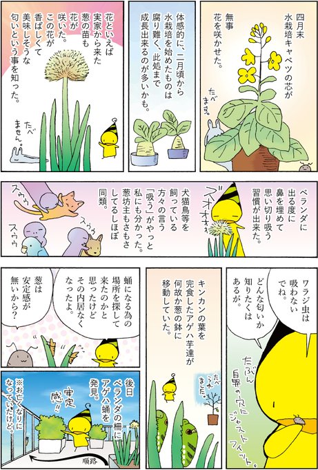漫画デイリーランキング246位だそうですありがとうございます。葱回。観察.. | 高川ヨ志ノリ 怪マヨ単行本6/26発売 C104 8/12東w02b さんのマンガ | ツイコミ(仮)